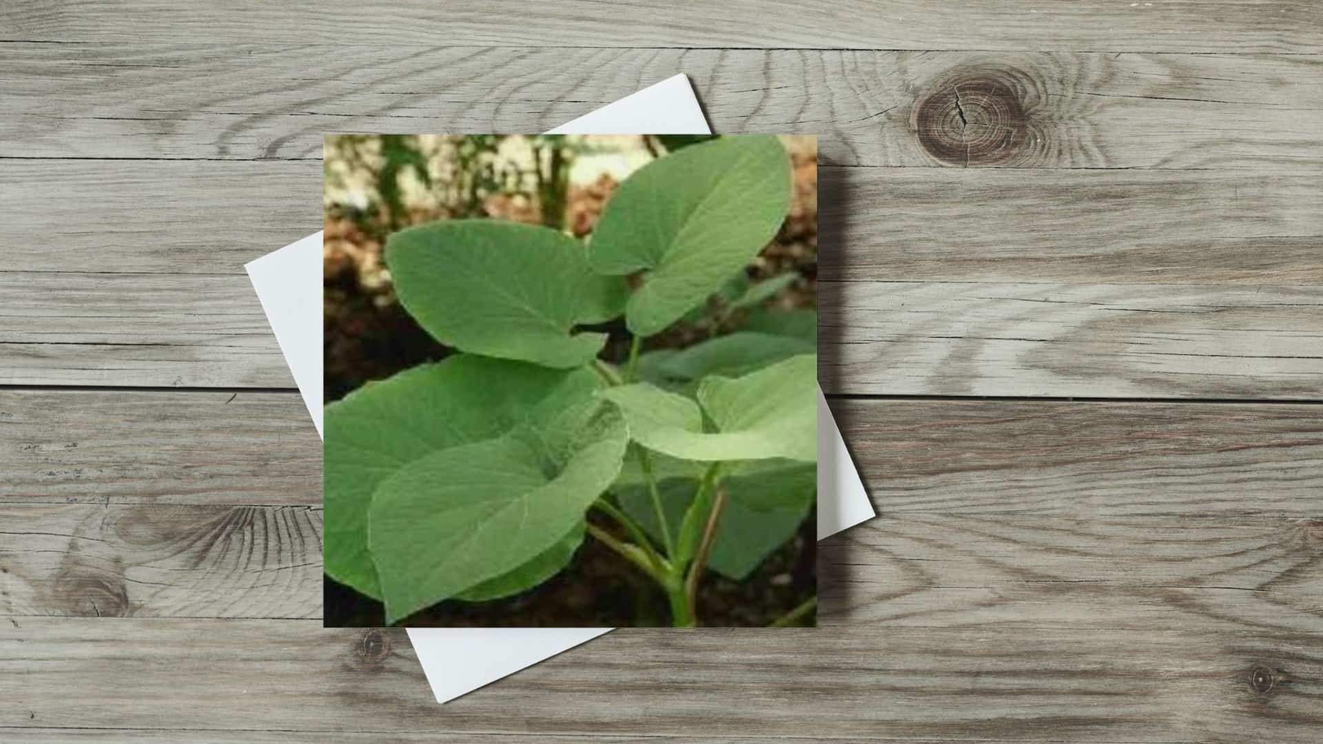 Hoja Santa: From Cocktails to Culinary Favorites